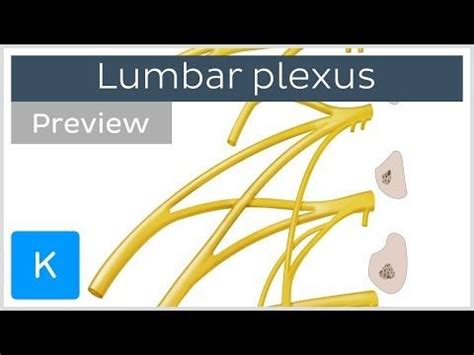 Lumbar Plexus Made Easy Preview Human Anatomy Kenhub Youtube