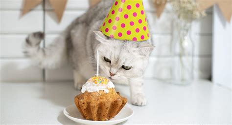 Día Internacional del Gato por qué se celebra 3 veces al año