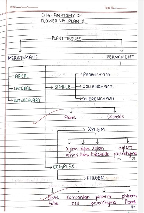 Anatomy Of Flowering Plants Handwritten Notes Pdf Shop Handwritten