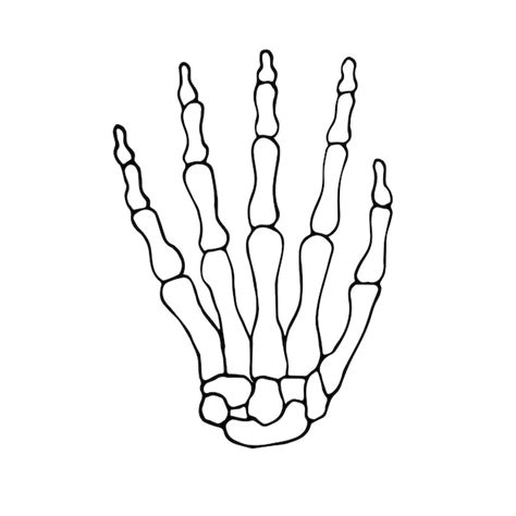 Premium Vector Vector Hand Drawn Doodle Sketch Skeleton Hand