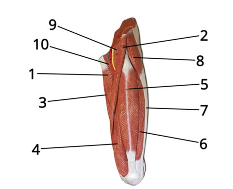 Muscles Of The Lower Limbs Flashcards Quizlet