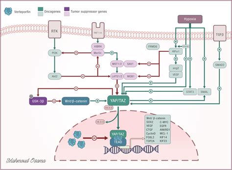 Demonstrates The Interaction Between Verteporfin And Yap Taz Tead In
