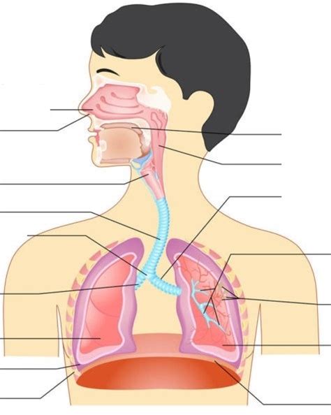 Ademhalingsstelsel Diagram Quizlet