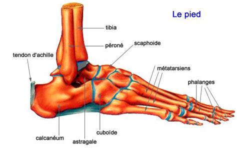 Os De La Jambe Et Du Pied