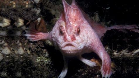 Los 18 peces más raros del mundo Características y fotos