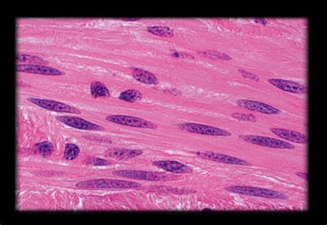 Tissues HISTOLOGY PHOTOS Muscle Tissue Smooth Muscle Light