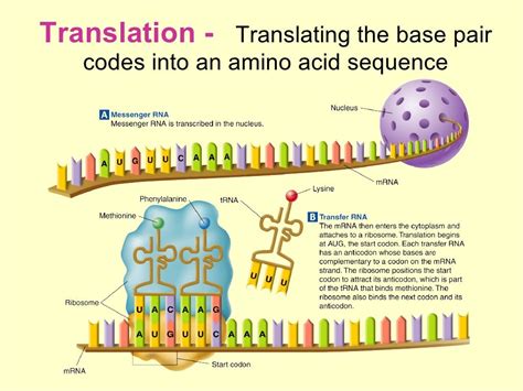 Protein Synthesis