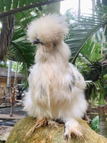 6 Frizzled Showgirl Paint Silkie Hatching Eggs Shipped In Foam EBay