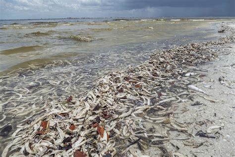 La Marea Roja Provoca Un Estado De Emergencia En Condados De Florida