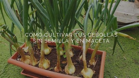 Cómo Cultivar Tus Cebollas Sin Semilla Y En Maceta