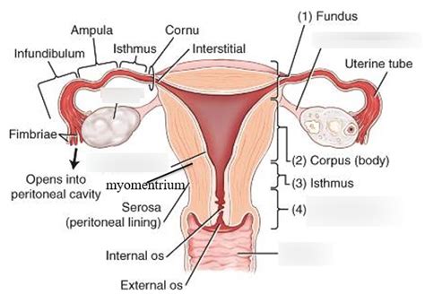 Uterus Diagram Quizlet