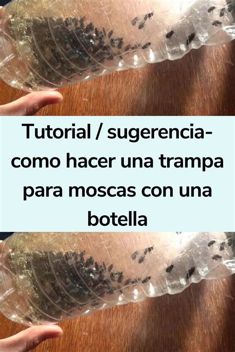Tutorial Sugerencia Como Hacer Una Trampa Para Moscas Con Una Botella