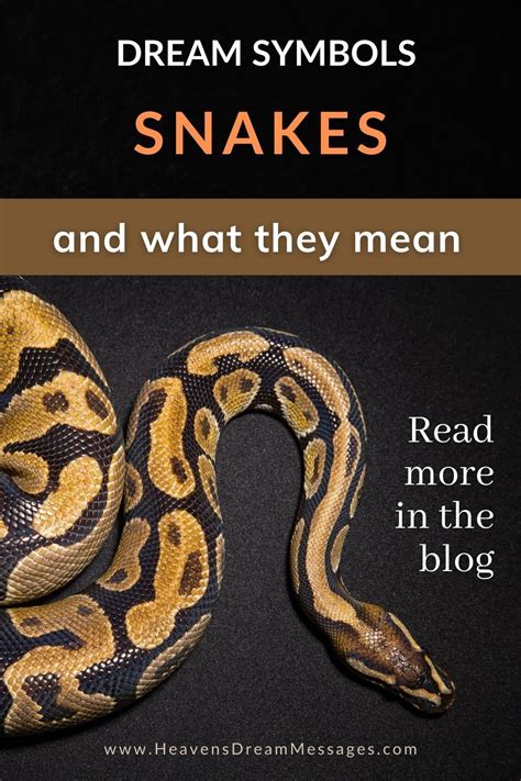 Dream Interpretation Dictionary Biblical Dream Interpretation Snakes
