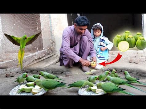 How To Feed Indian Ringneck Parrots How To Breed Ringneck Parrots