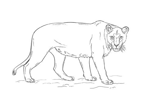 Dessin Lion 71 coloriages à imprimer