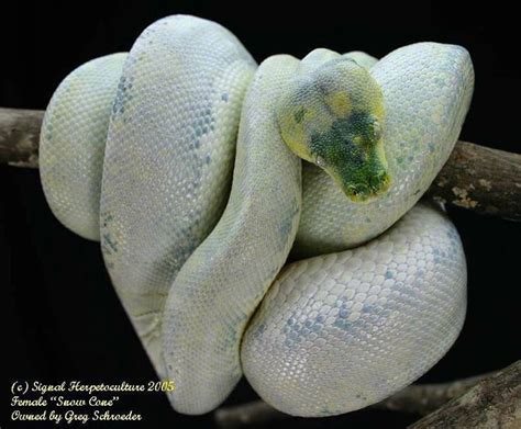 Types Of Snake Cool Snakes Melanism Ball Python Morphs Green Colors