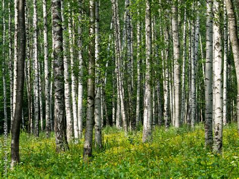 Fototapeta lato pejzaż brzoza natura Dekowizja pl