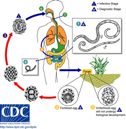 Ascaris Lumbricoides Morphology Life Cycle Pathogenesis Lab