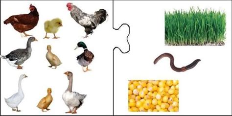 Qué comen los animales Animales Animales de la granja Animales