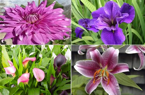 Flower Bulbs Growing Summer Flower Bulbs Planting Corms Rhizomes