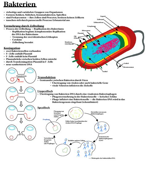 Immunbiologie Bakterien Vielseitige Und Variabelste Gruppen Von