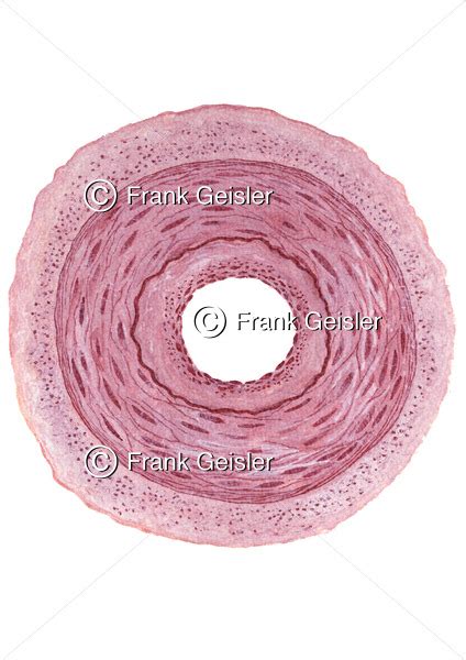 Histologie Wandaufbau Einer Arterie Arterienwand Mit Zellen Medical