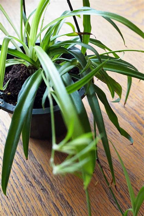 How To Grow And Care For Spider Plants Gardeners Path