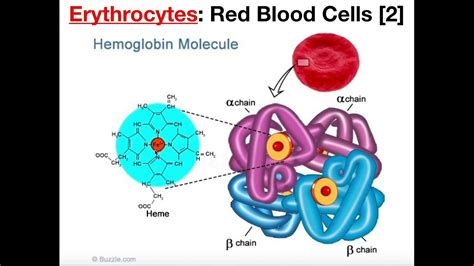 Describe The Structure Of Red Blood Cells Dallas Has Golden
