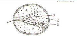 Given Below Is A Diagrammatic Cross Section Of A Single Loop Of Human Coc