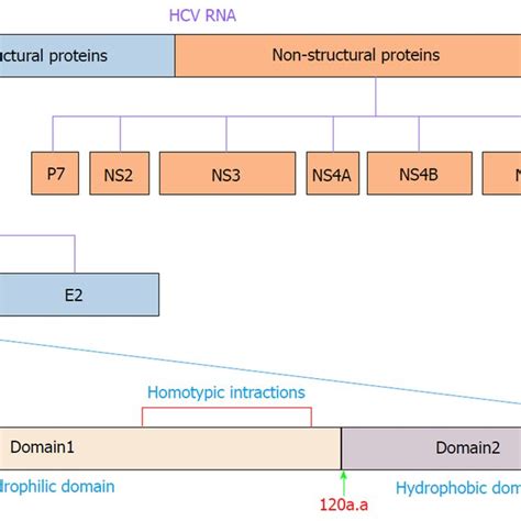 Genome Organization Of HCV Scheme Of HCV Core Protein Domains And