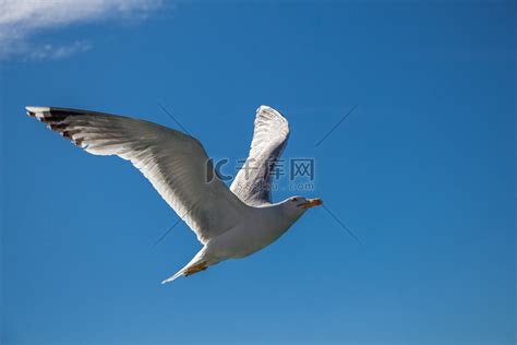 一只海鸥在蔚蓝的天空中飞翔高清摄影大图 千库网