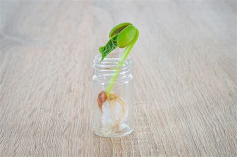 Planta de frijol en algodón todo lo que tienes que saber Huerto en casa
