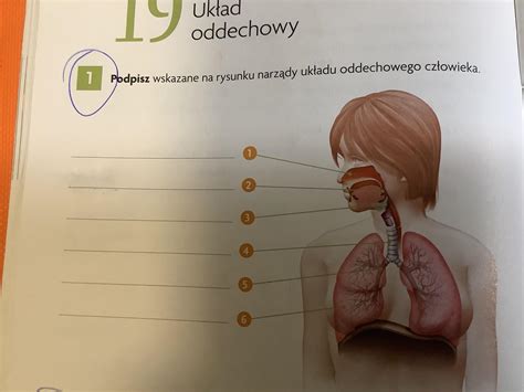 Podpisz wskazane na rysunku na rysunku narządy narządy układu