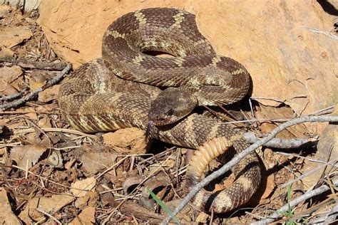 Cobra cascavel o maior chocalho já visto CenárioMT