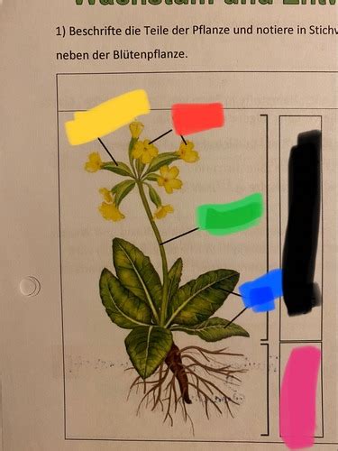 Biologie G Aufbau Pflanze Flashcards Quizlet
