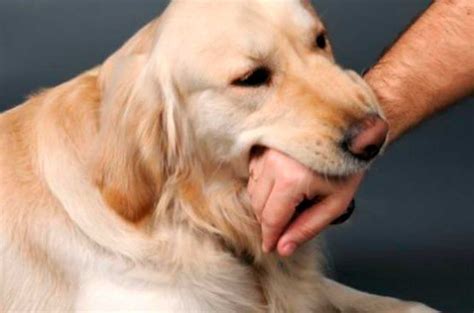Porque Mi Perro Siempre Me Muerde