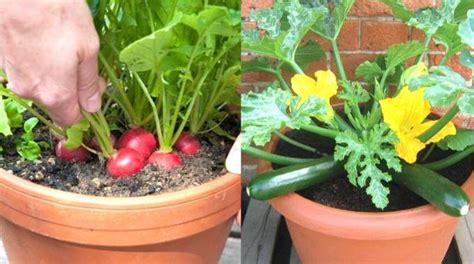 Les 21 Fruits et Légumes Les Plus Faciles à Faire Pousser En Pot