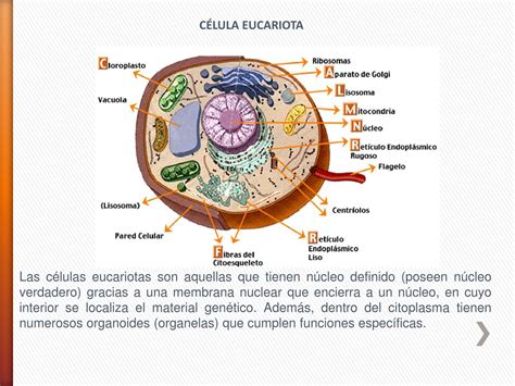 Estructura Interna Y Partes De La Clula Eucariota