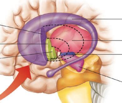 Basal Nuclei View Diagram Quizlet