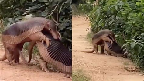 Mam Fero De Maior P Nis Do Mundo Filmado Acasalando Em Imagens In Ditas
