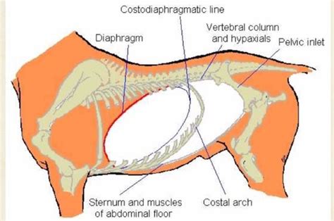 Topography Of Carnivore Abdomen Flashcards Quizlet