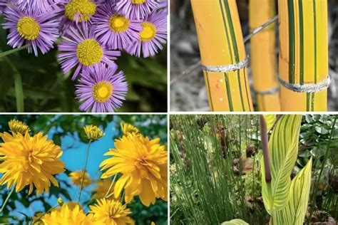20 Plantas Resistentes Ao Sol Para O Seu Jardim GosteiSalvei