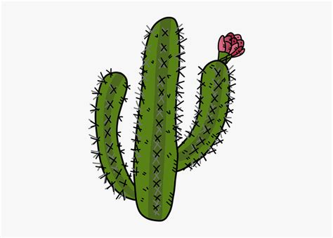 Cactus Cactus Illustration Arizona Saudi Arabia Cacto Do Deserto