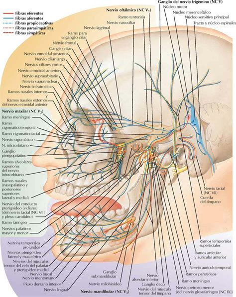 Nervios Craneales y Cervicales Enfermería