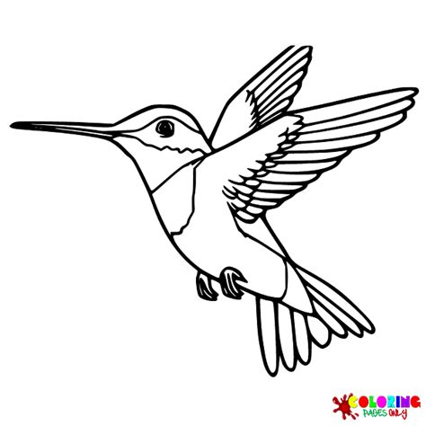 58 Hummingbird Coloring Pages ColoringPagesOnly