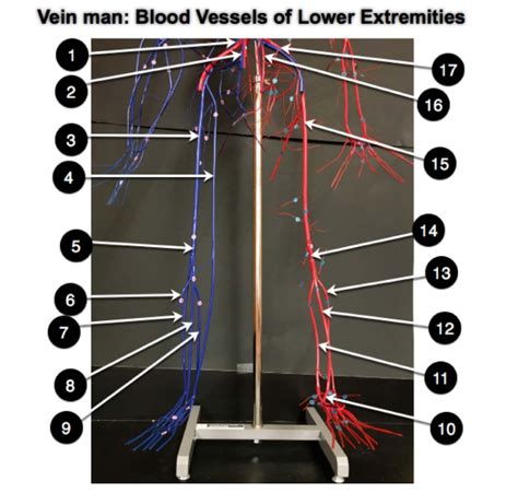 Blood Vessels Of Lower Extremities Diagram Quizlet