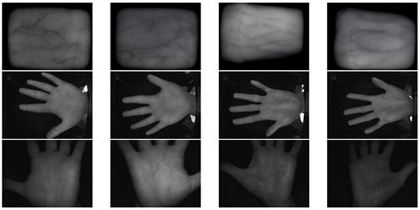 symmetry free full text palmprint and palmvein recognition based on dcnn and a new large