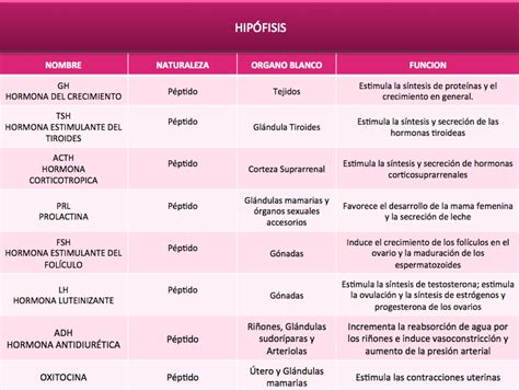 Portafolio De Evidencias De Fisiolog A B Sica Hormonas De Hipotalamo E