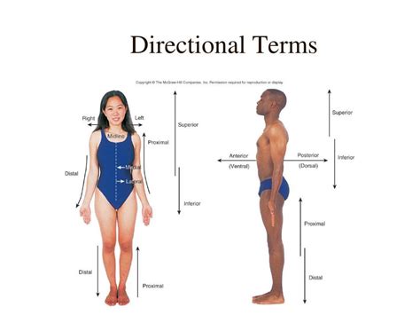 List Of Directional Terms Anatomy