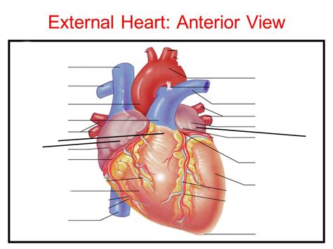 Anatomy Heart Quizlet Anatomical Charts Posters